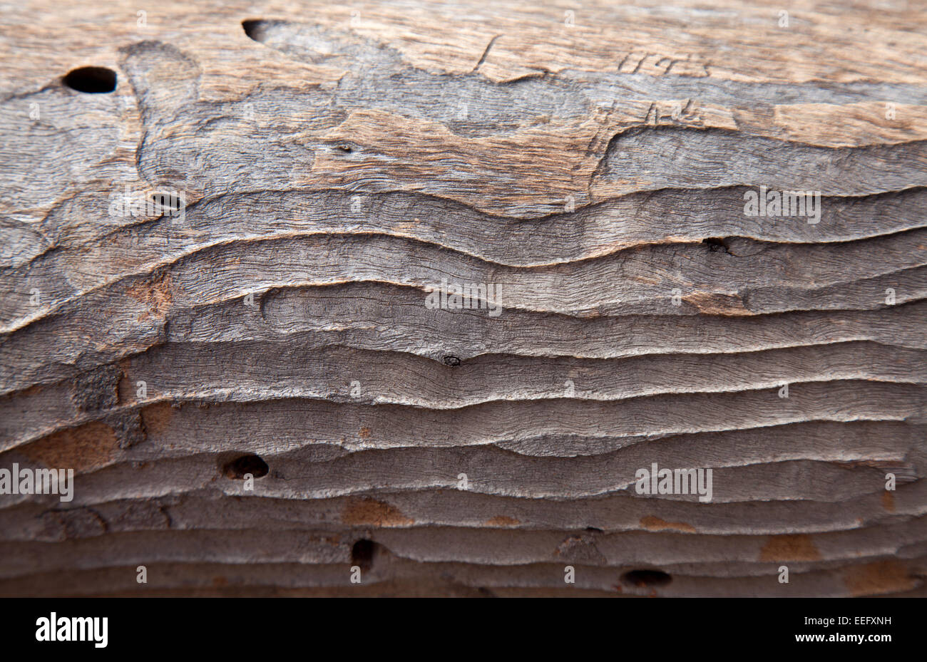 Bark beetle patterns on a dead eucalyptus trunk Stock Photo - Alamy