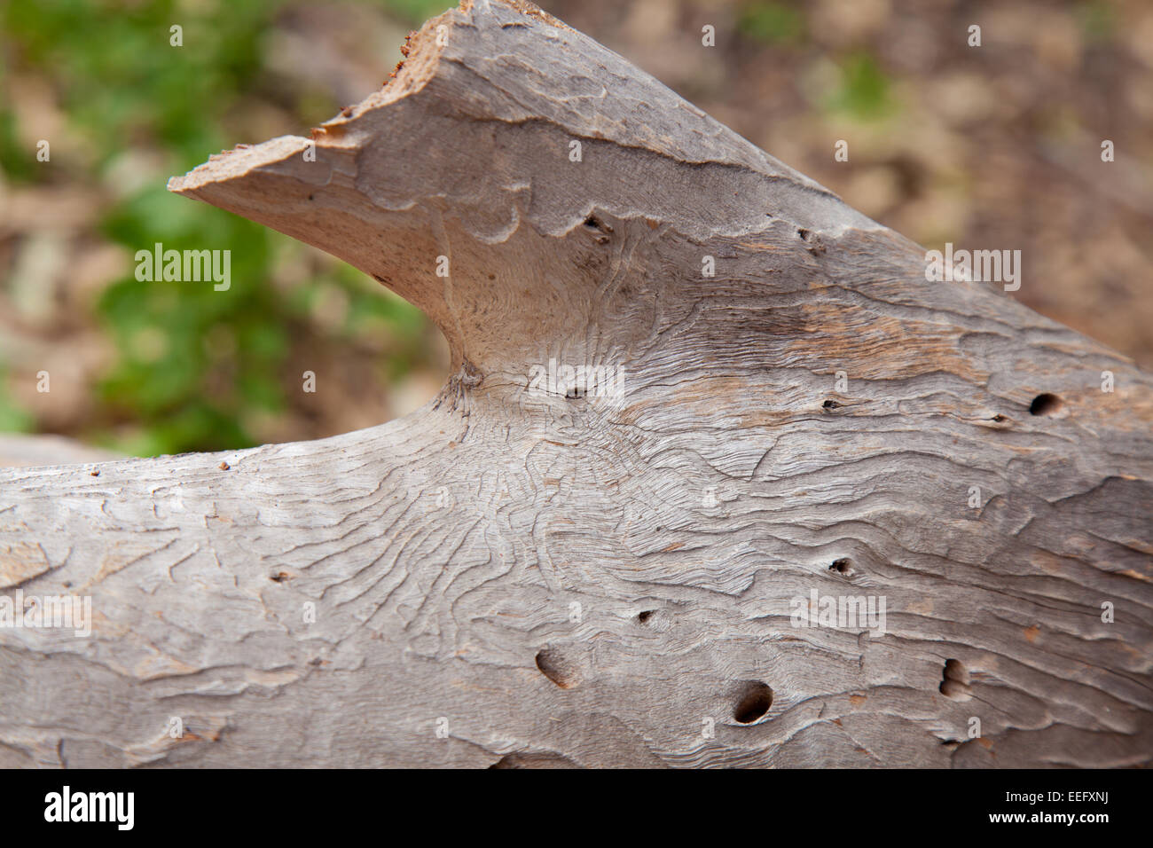 Bark beetle patterns on a dead eucalyptus trunk Stock Photo - Alamy