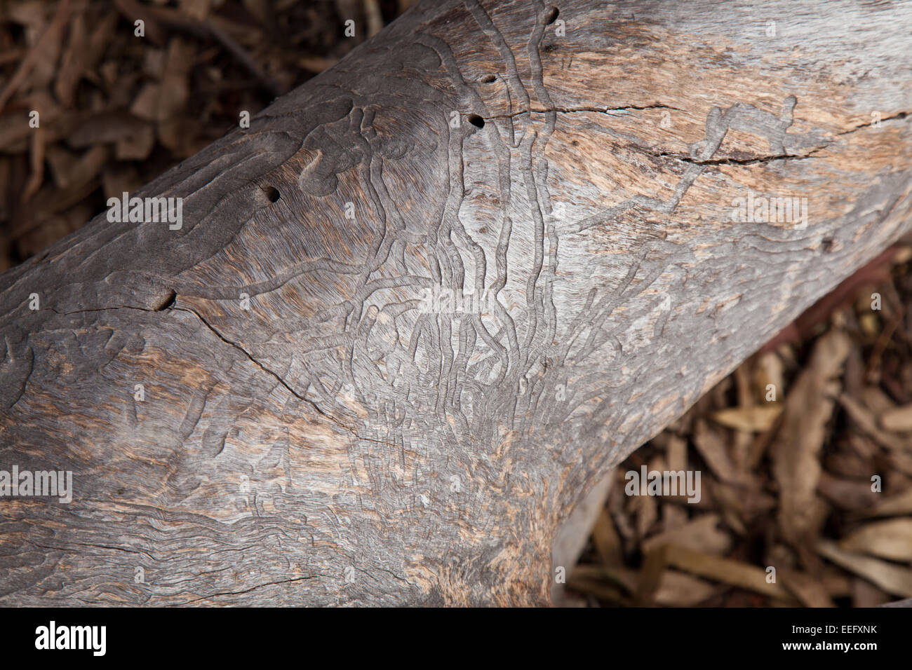 Bark beetle patterns on a dead eucalyptus trunk Stock Photo - Alamy
