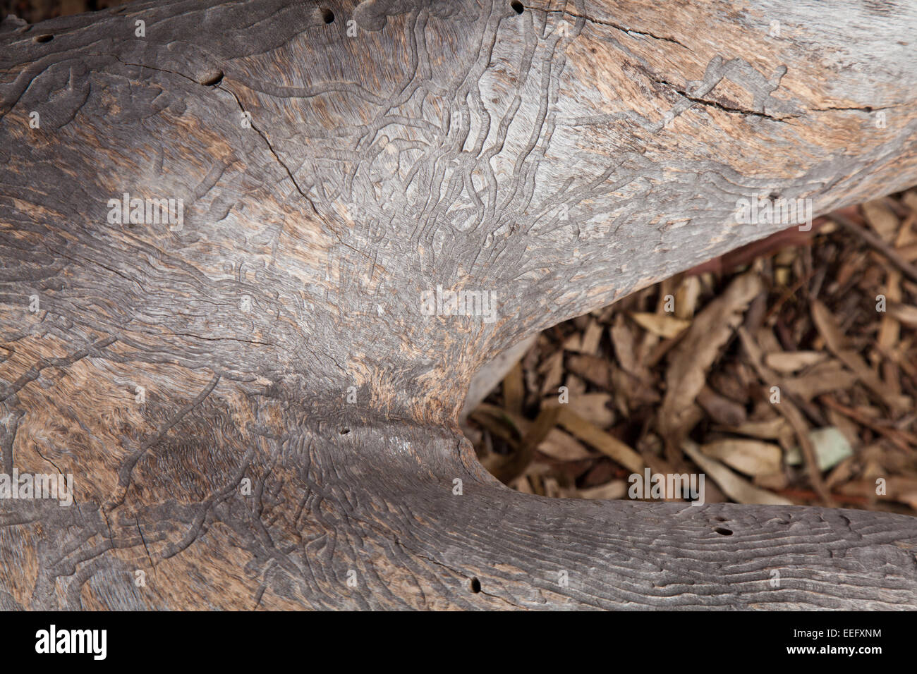 Bark beetle patterns on a dead eucalyptus trunk Stock Photo - Alamy