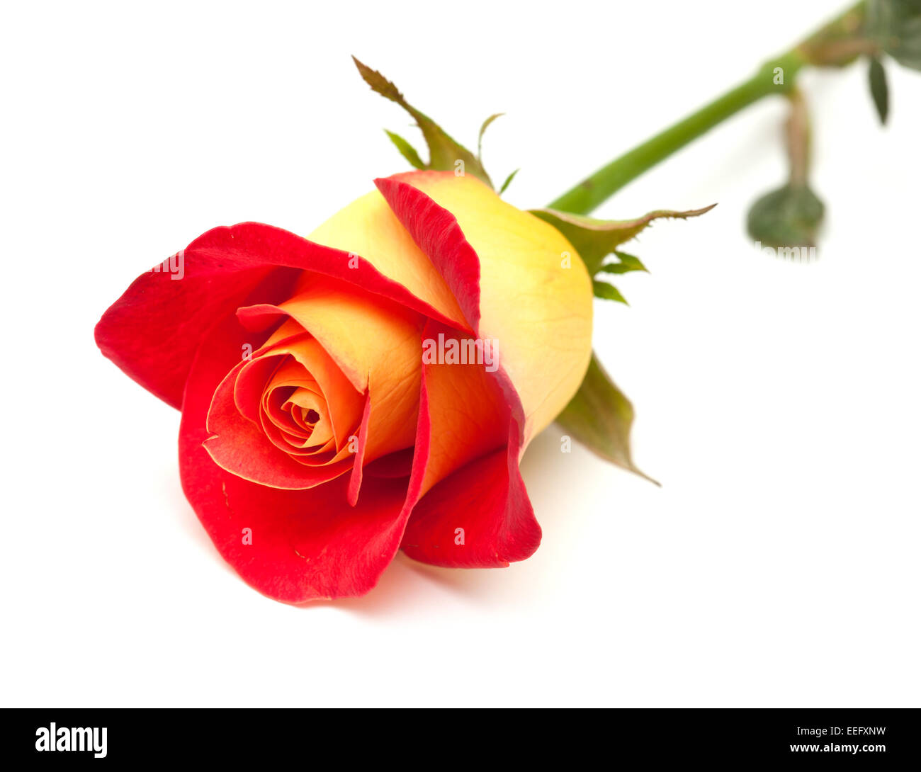 variegated yellow and orange rose, isolated on white Stock Photo - Alamy