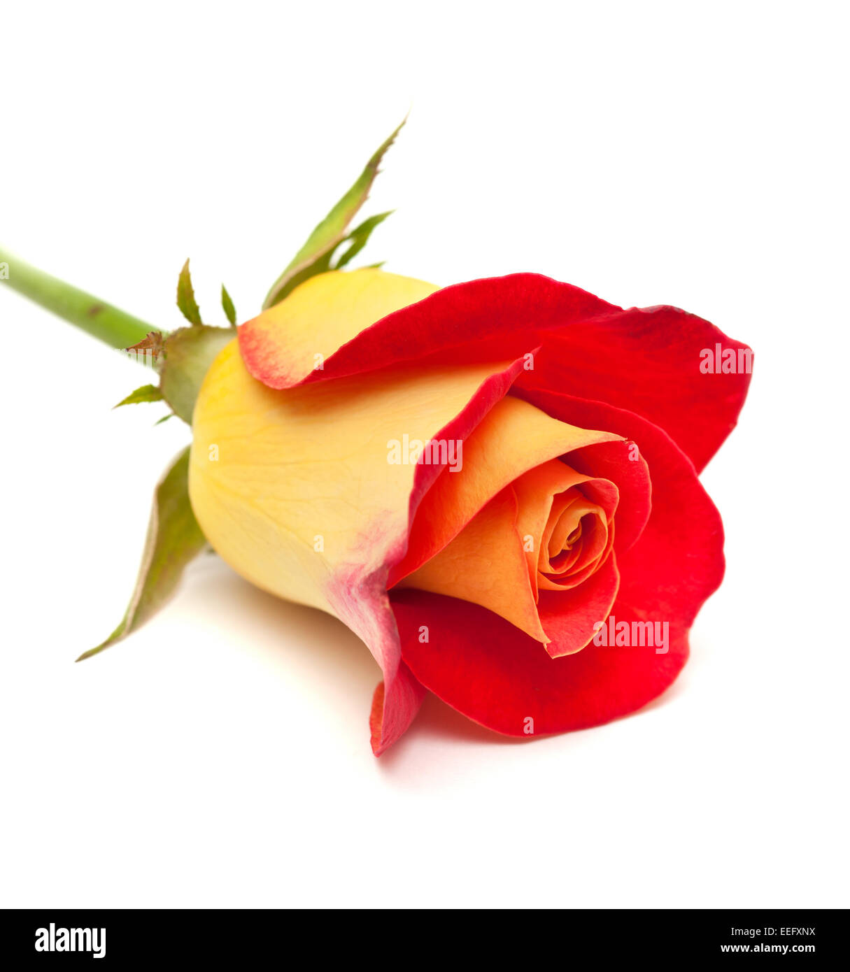 variegated yellow and orange rose, isolated on white Stock Photo - Alamy