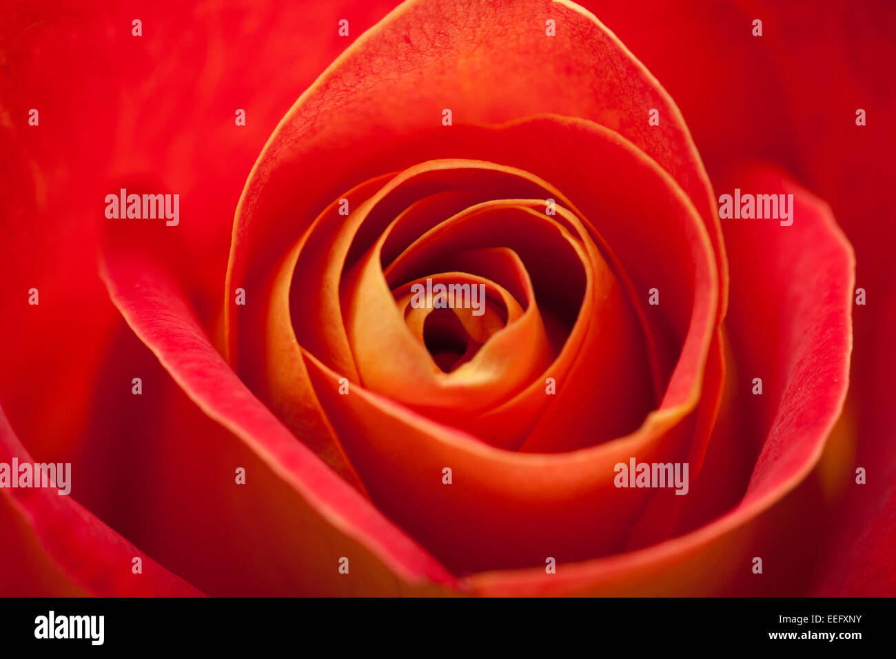 variegated yellow and orange rose natural background Stock Photo - Alamy