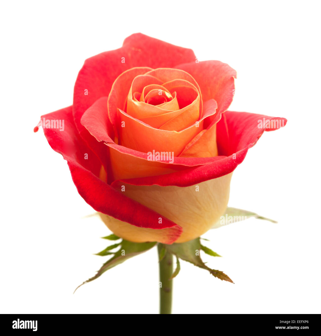 variegated yellow and orange rose, isolated on white Stock Photo - Alamy