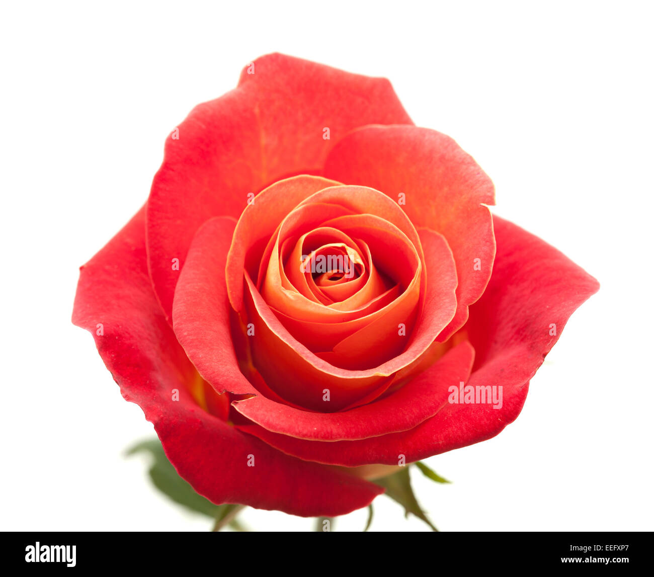 variegated yellow and orange rose, isolated on white Stock Photo - Alamy