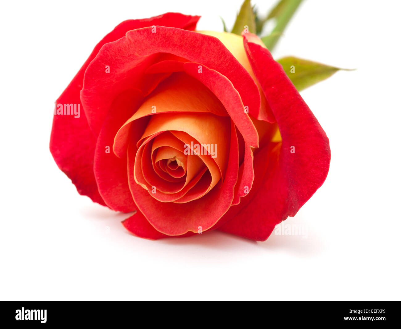 variegated yellow and orange rose, isolated on white Stock Photo - Alamy