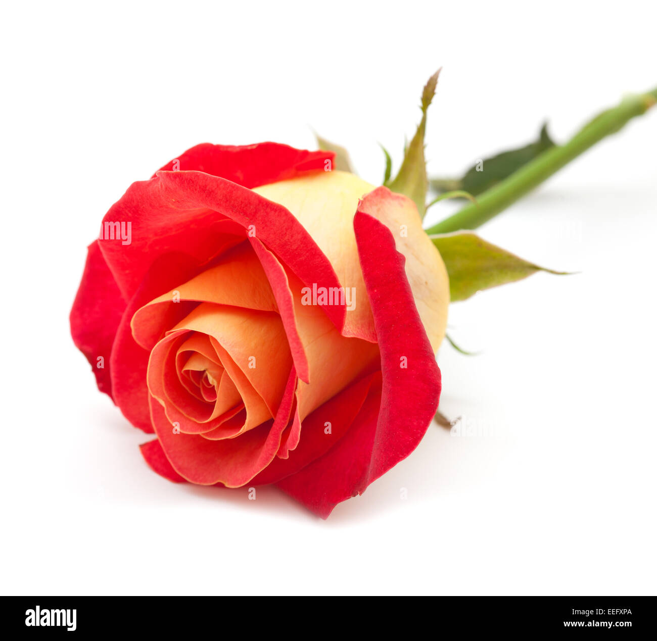 variegated yellow and orange rose, isolated on white Stock Photo - Alamy