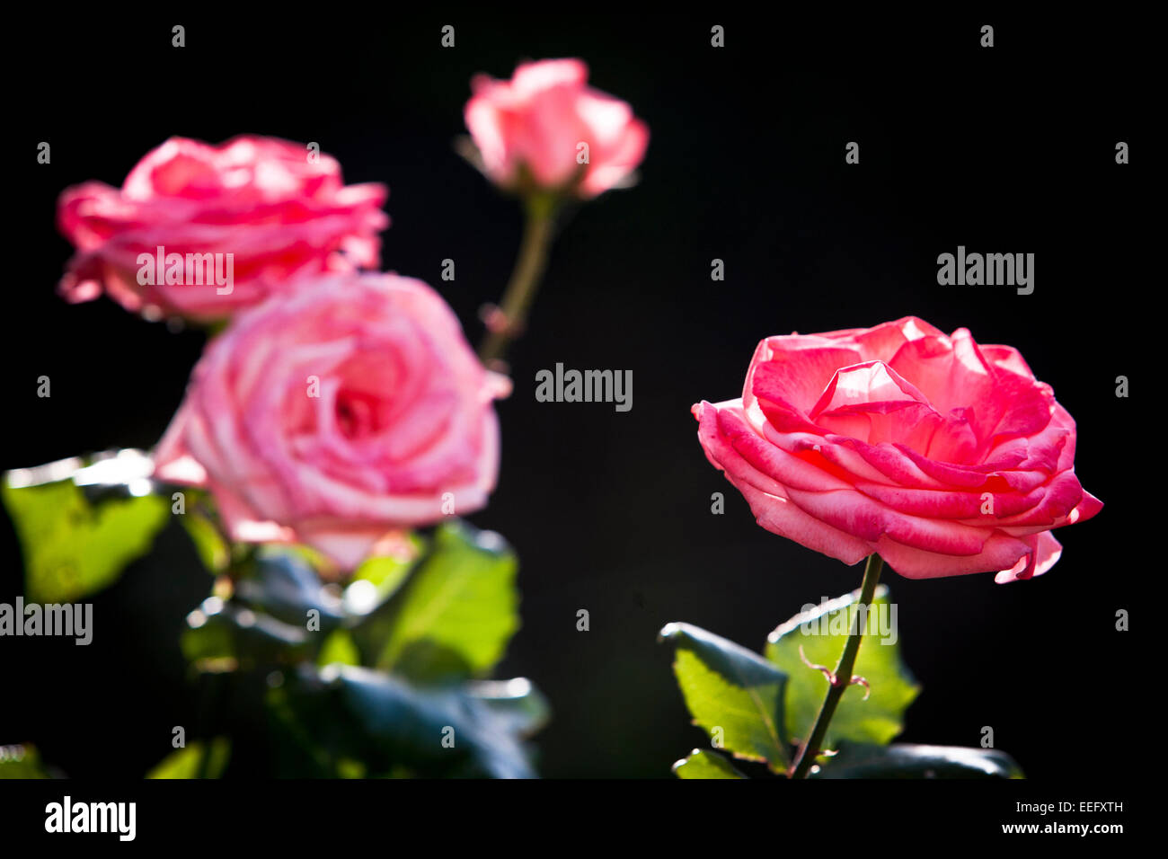 Pink roses in garden Stock Photo - Alamy