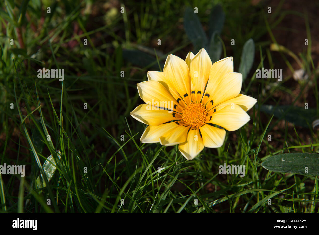 Yellow flower with yellow stigma hi-res stock photography and images ...
