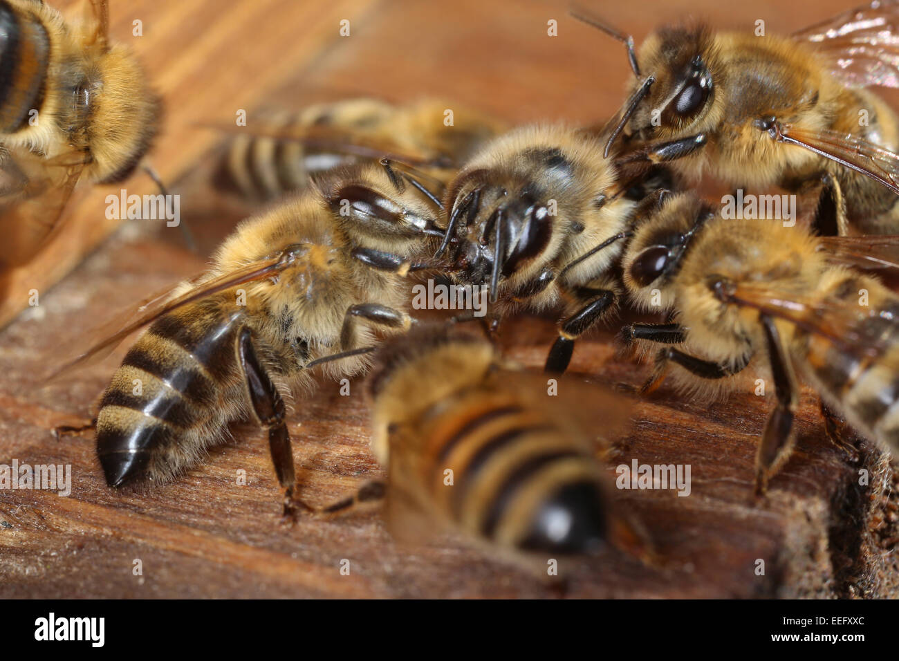 Berlin, Germany, honey bees in food transfer Stock Photo - Alamy