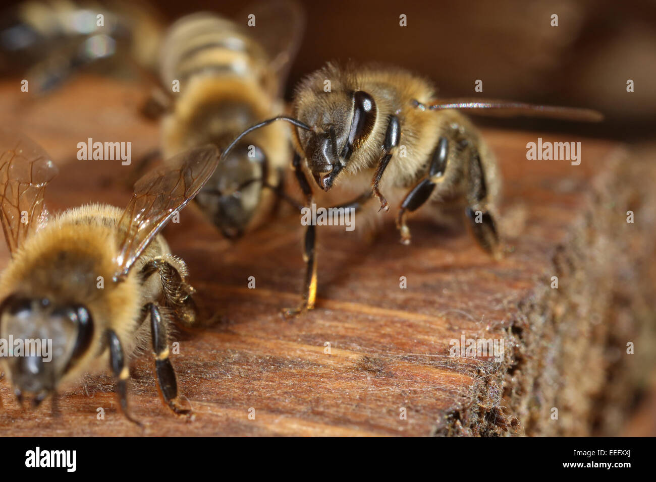Berlin, Germany, honey bees Stock Photo - Alamy