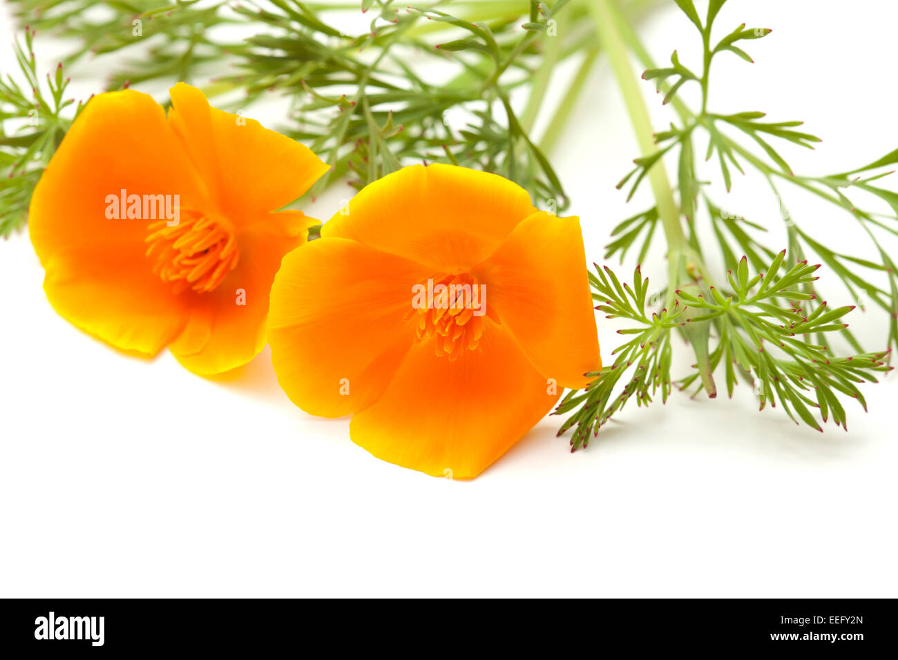 Bright orange-yellow Californian poppy isolated on white Stock Photo ...