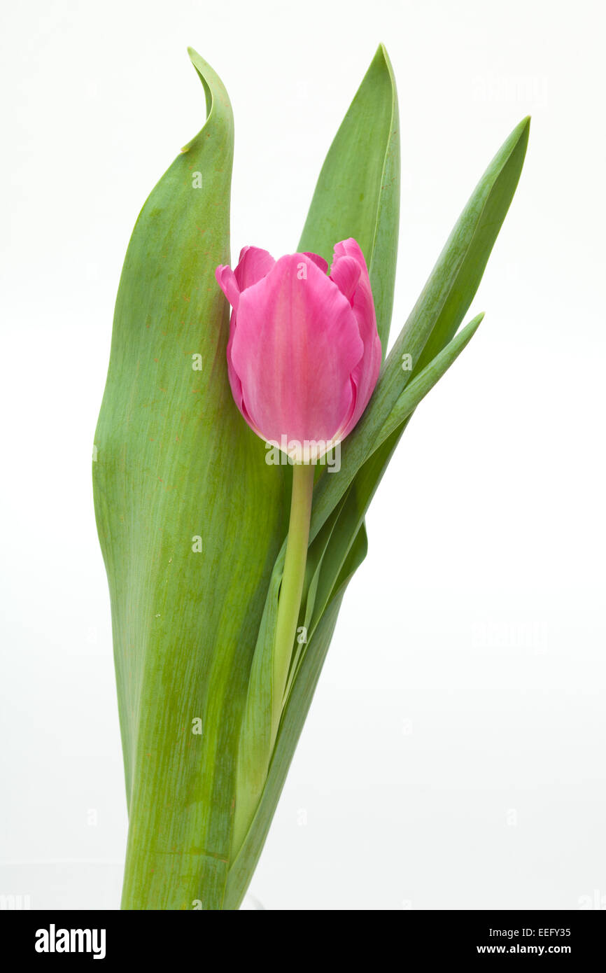magenta tulip isolated on white background Stock Photo - Alamy
