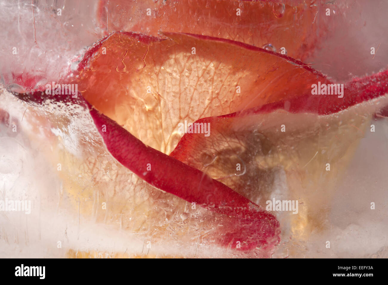 frozen flora, rose flower frozen into ice block Stock Photo - Alamy