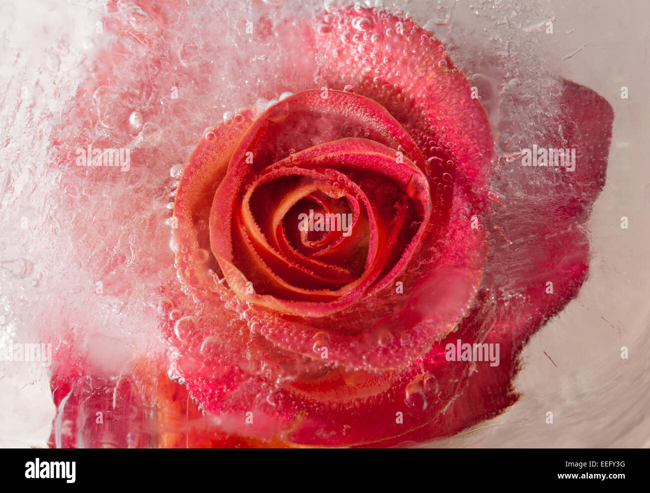 frozen flora, rose flower frozen into ice block Stock Photo - Alamy