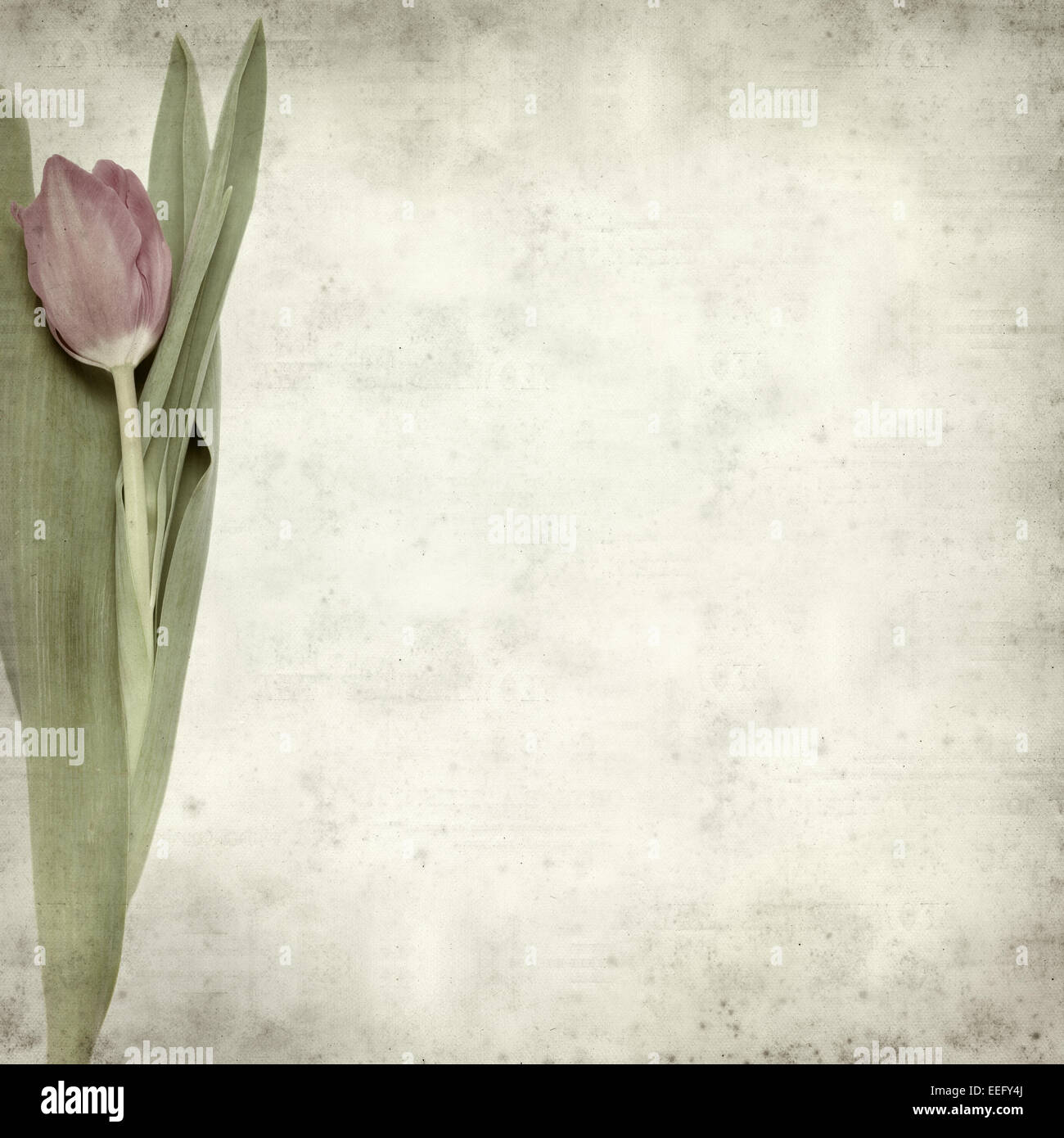 Tulip Background Paper
