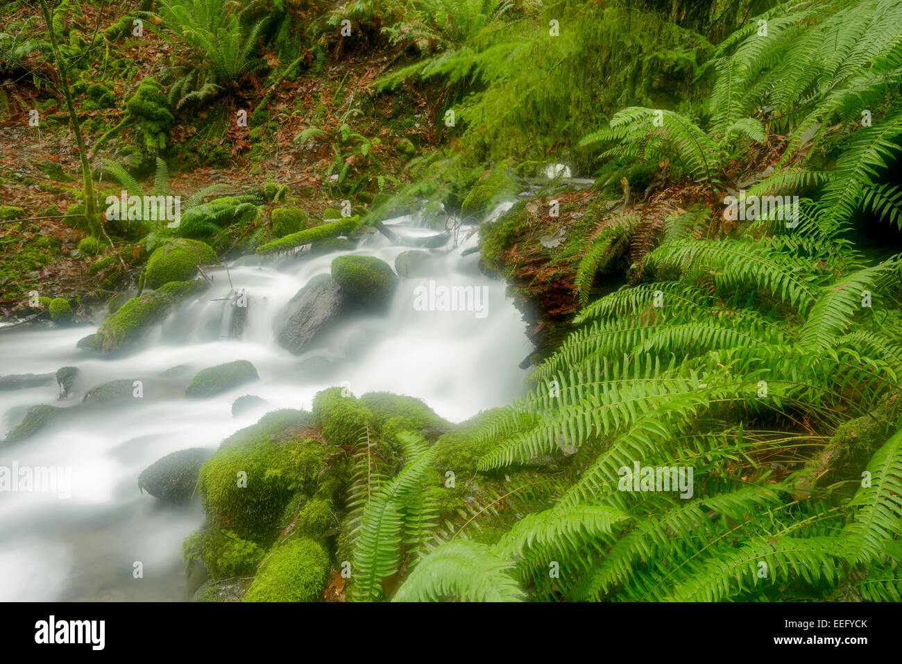 Small waterfall near Goldstream river in Goldstream Provincial Park ...