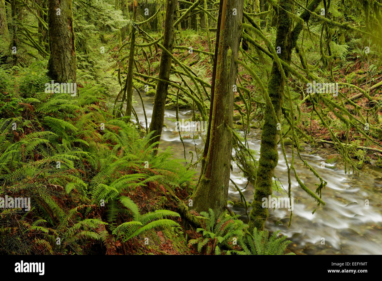 Goldstream river in Goldstream Provincial Park-Victoria, British ...