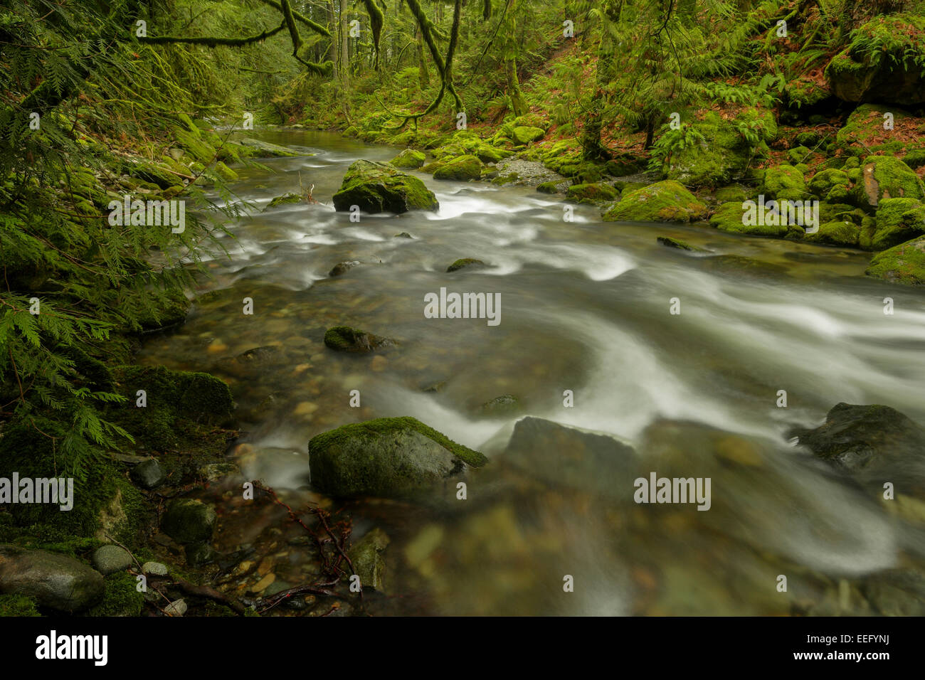 Goldstream river in Goldstream Provincial Park-Victoria, British ...