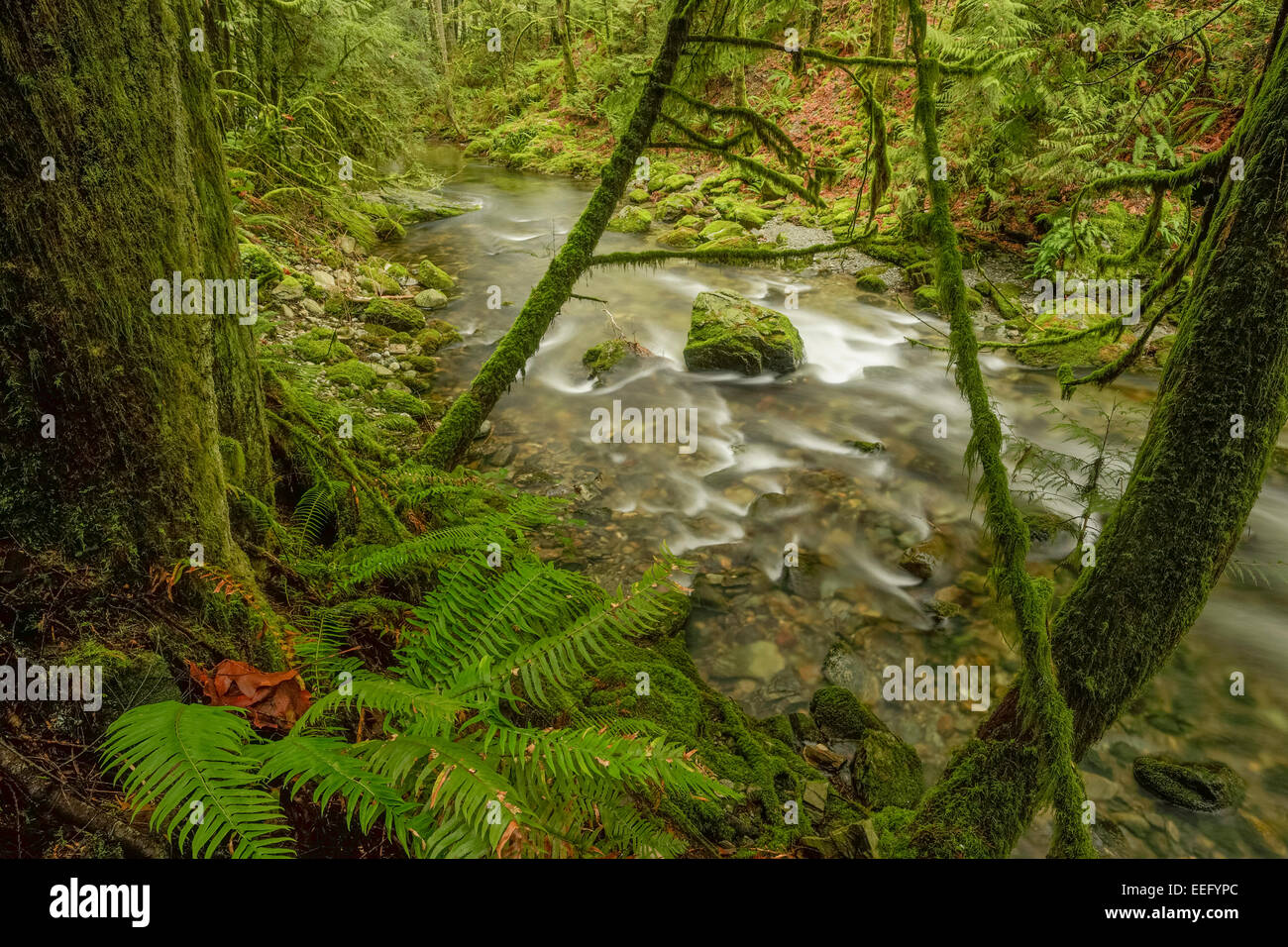 Goldstream river in Goldstream Provincial Park-Victoria, British ...