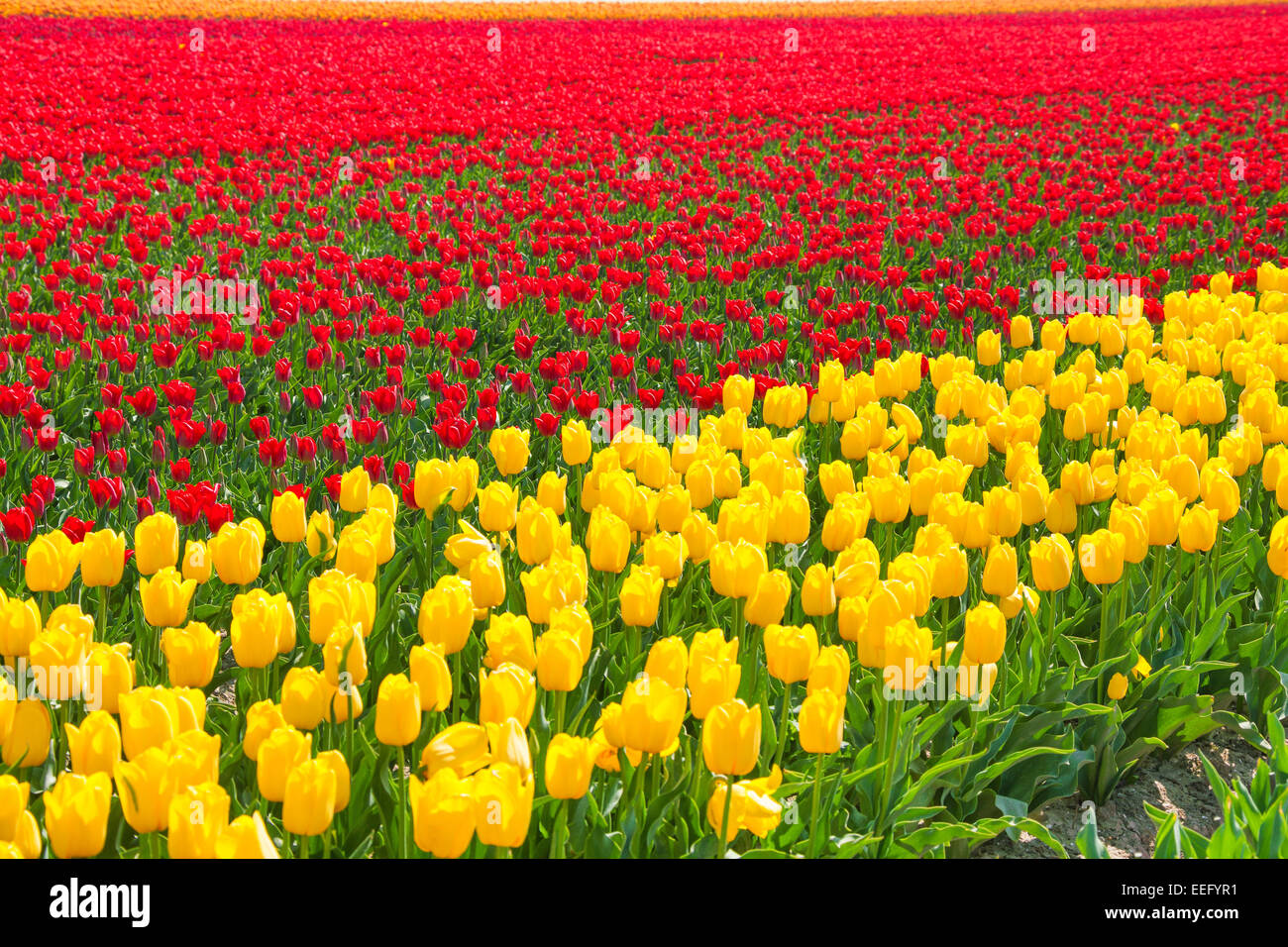 Bright yellow and red tulip rows during sunny day Stock Photo - Alamy