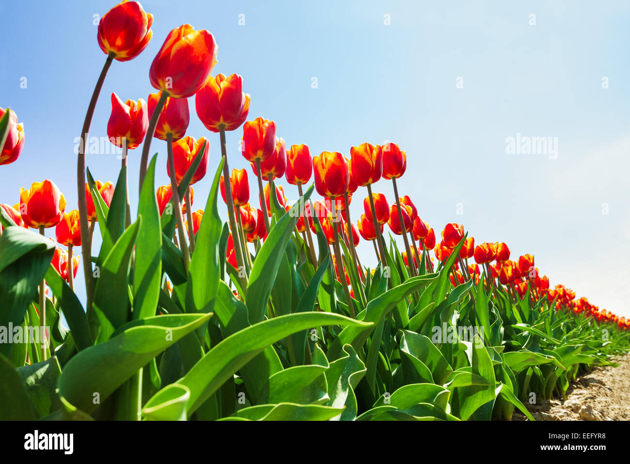 View from below of beautiful orange tulips Stock Photo - Alamy