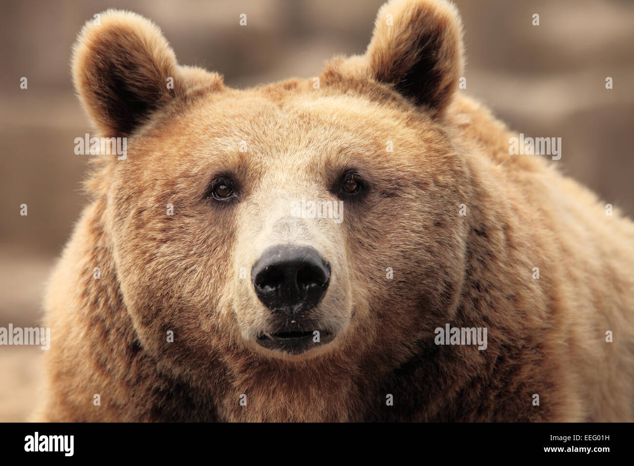 wild brown bear resting Stock Photo - Alamy