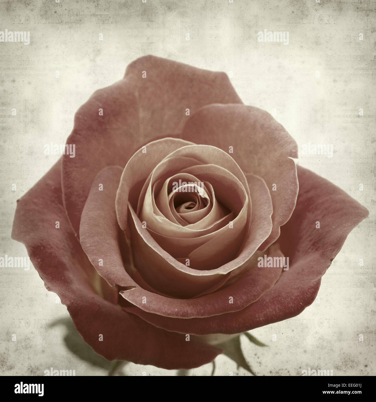 textured old paper background with variegated yellow and orange rose ...