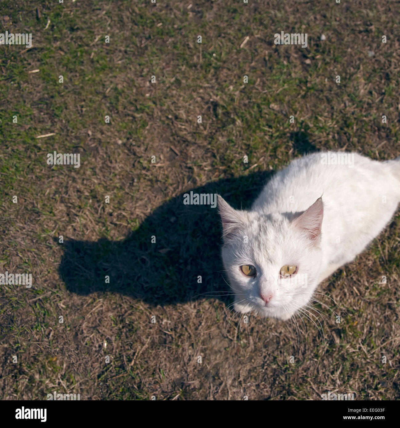 Cat looking up to camera Stock Photo - Alamy