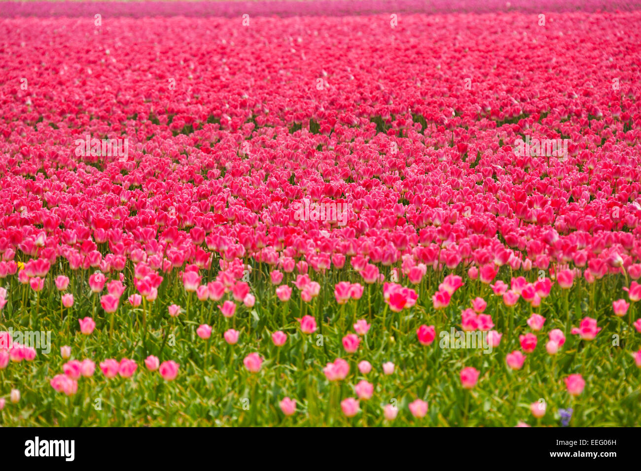 Beautiful pink tulips during sunny day in summer Stock Photo - Alamy