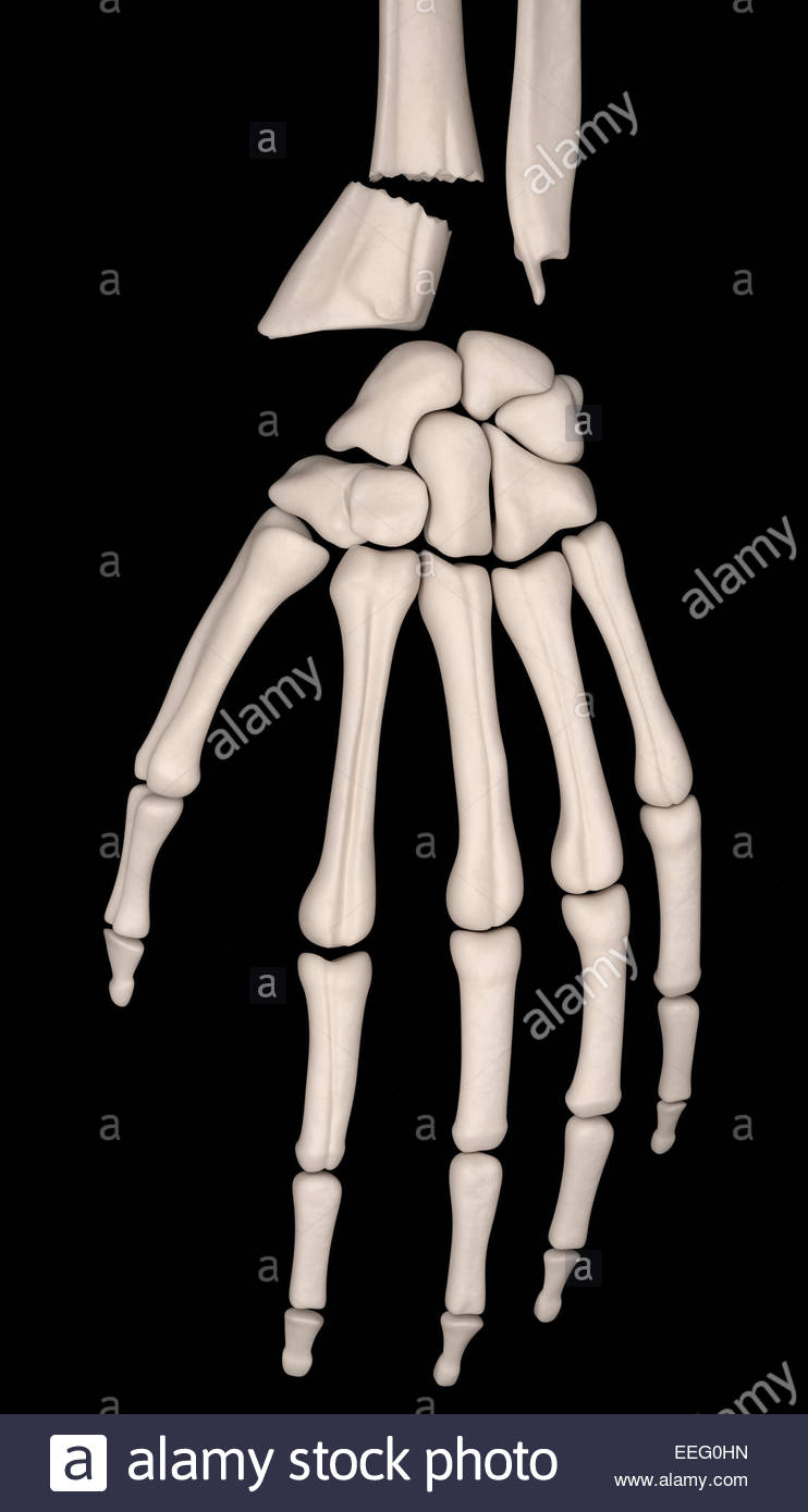 Distal Phalanx High Resolution Stock Photography and Images - Alamy