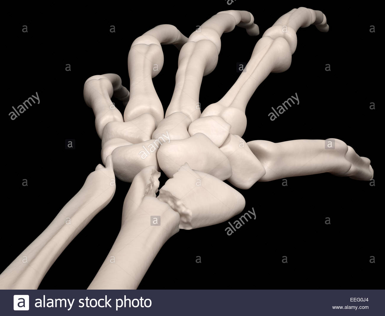 Distal Phalanx High Resolution Stock Photography and Images - Alamy