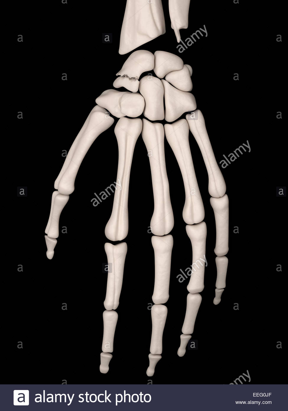 Scaphoid Bone High Resolution Stock Photography and Images - Alamy