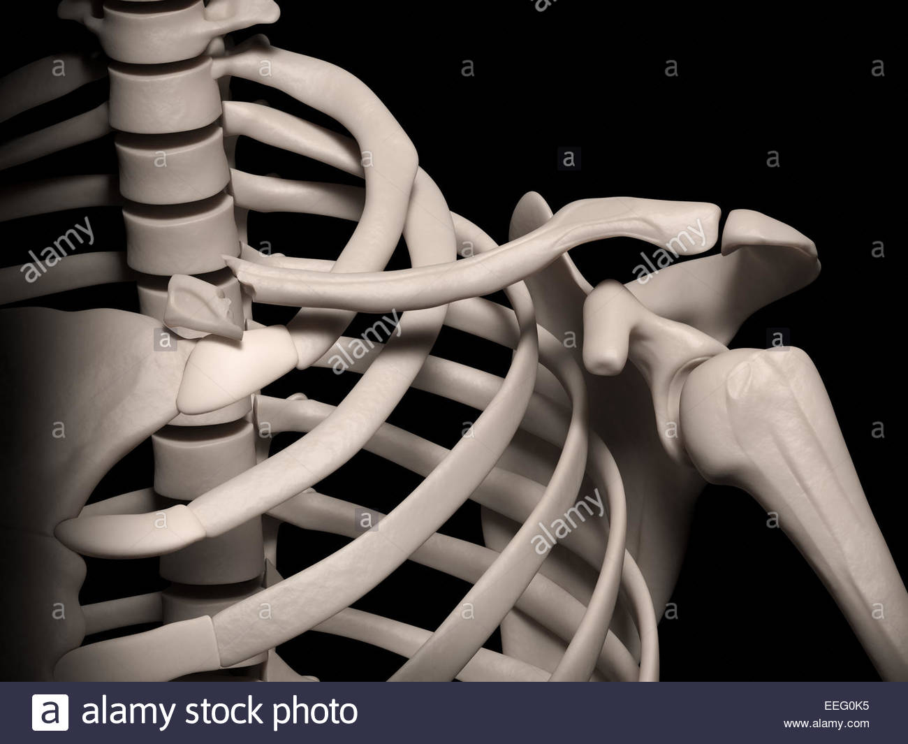 Clavicle Stock Photos & Clavicle Stock Images - Alamy