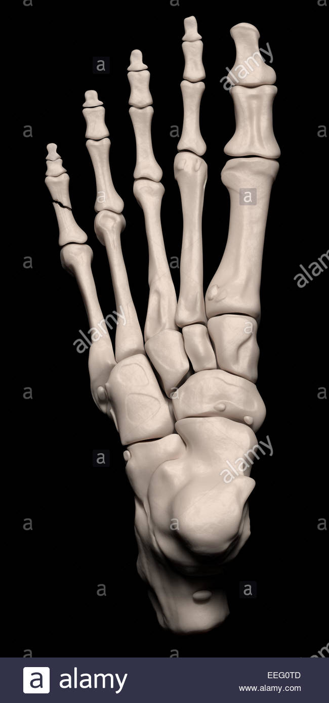 Phalanges Stock Photos & Phalanges Stock Images - Alamy