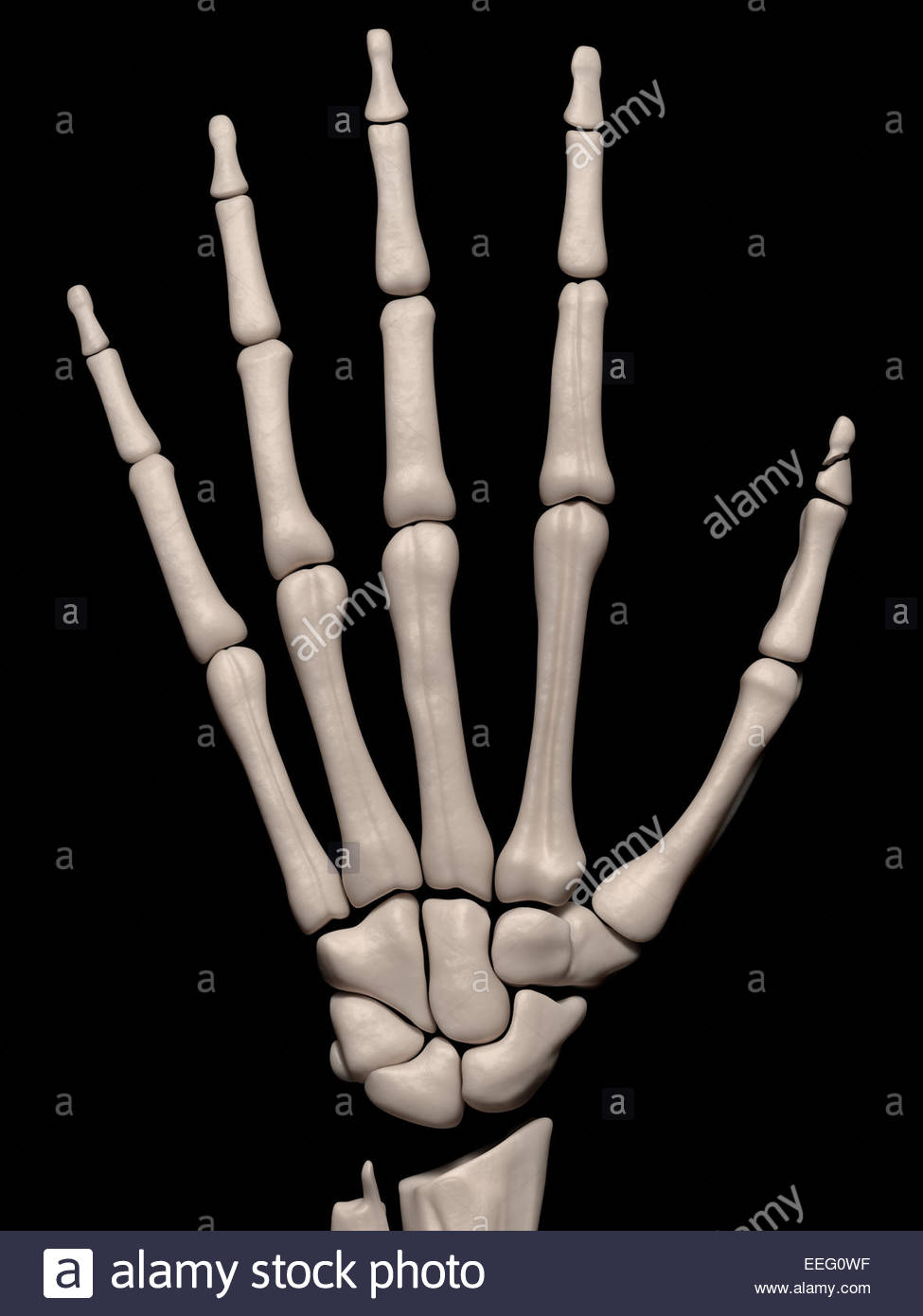 Distal Phalanx High Resolution Stock Photography and Images - Alamy