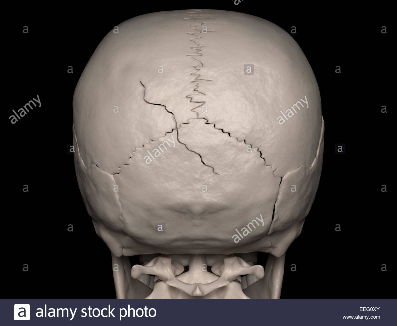 Occipital Bone Anatomy Function And Treatment