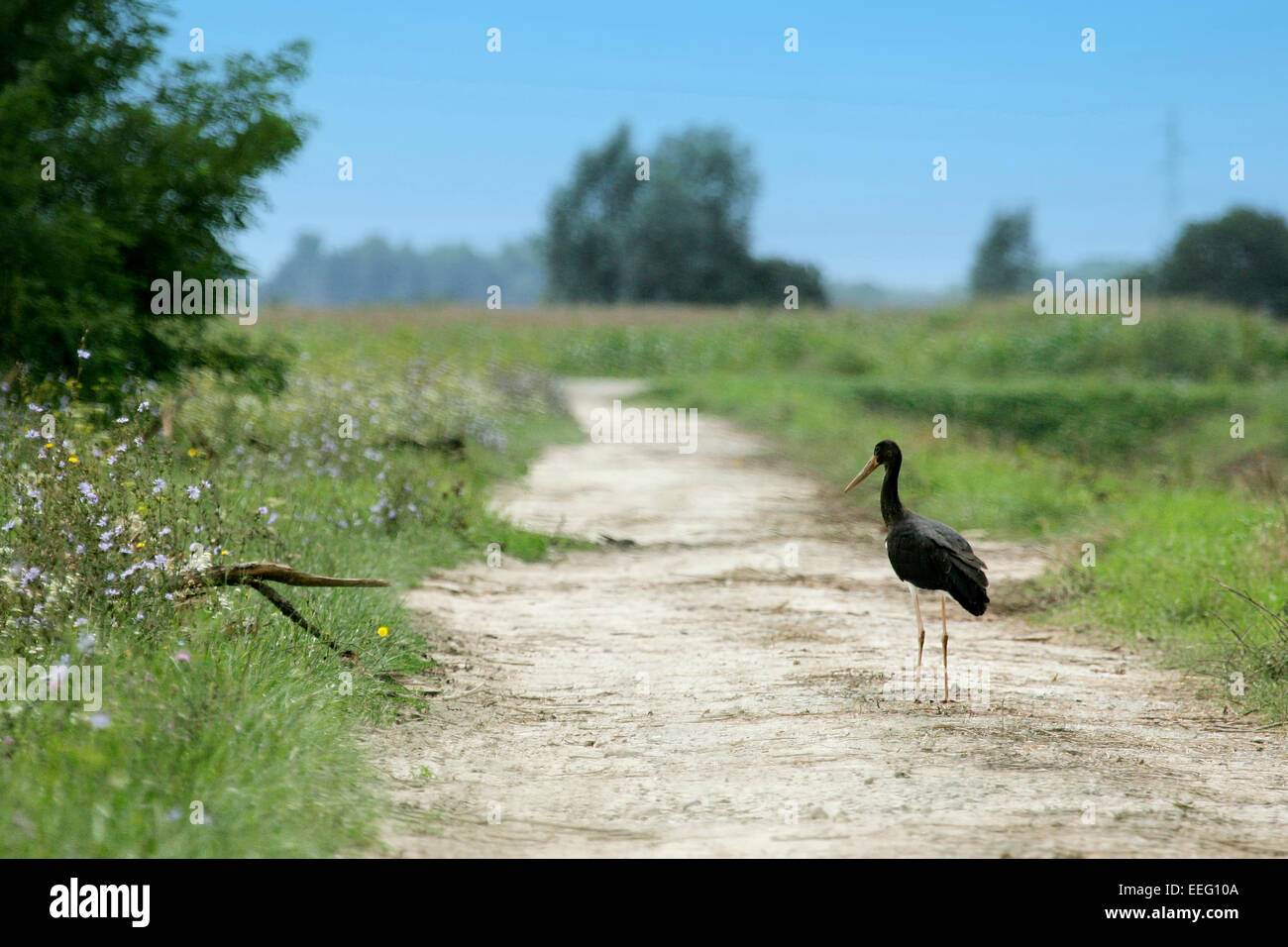 A black stork standing in a pathway in countryside Stock Photo - Alamy