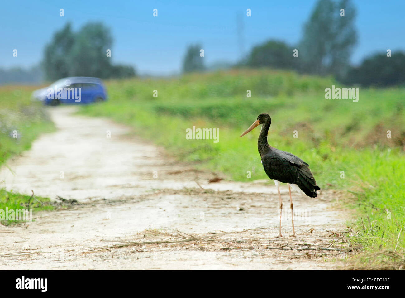 A black stork standing in a pathway in countryside while the car is ...