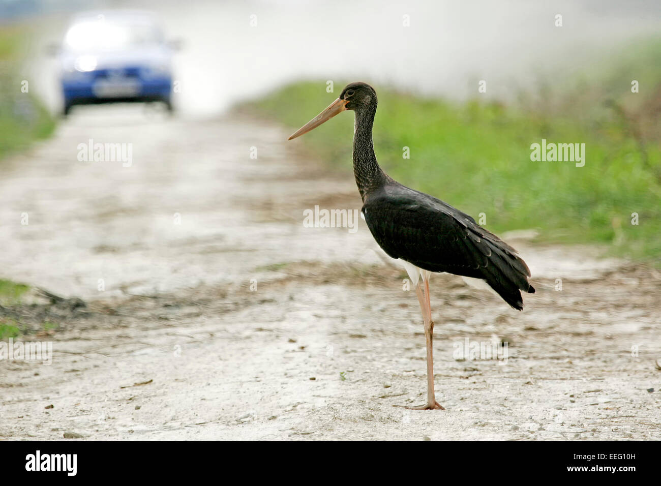 A black stork standing in a pathway in countryside while the car is ...
