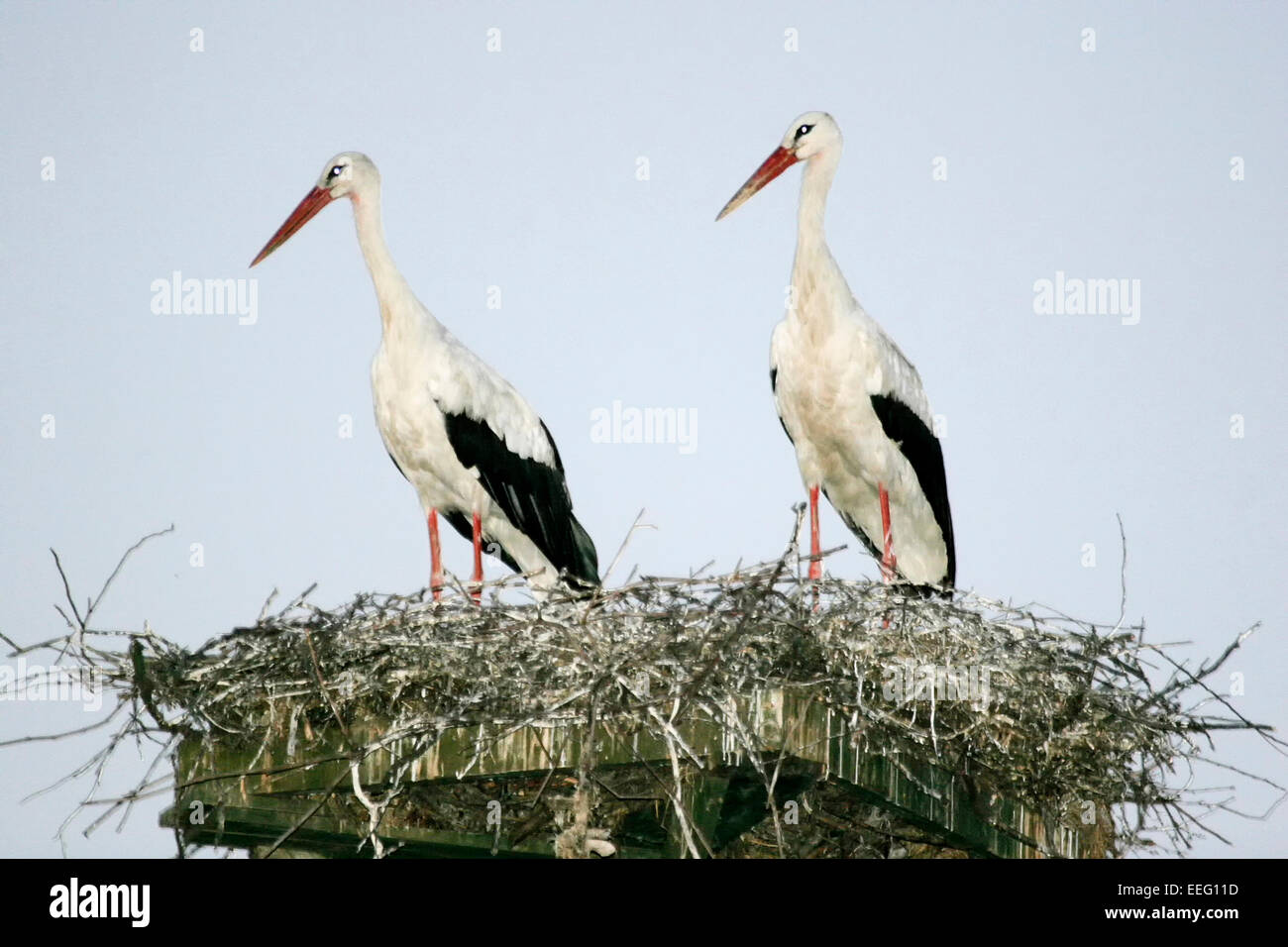 Two storks stand in nest hi-res stock photography and images - Alamy
