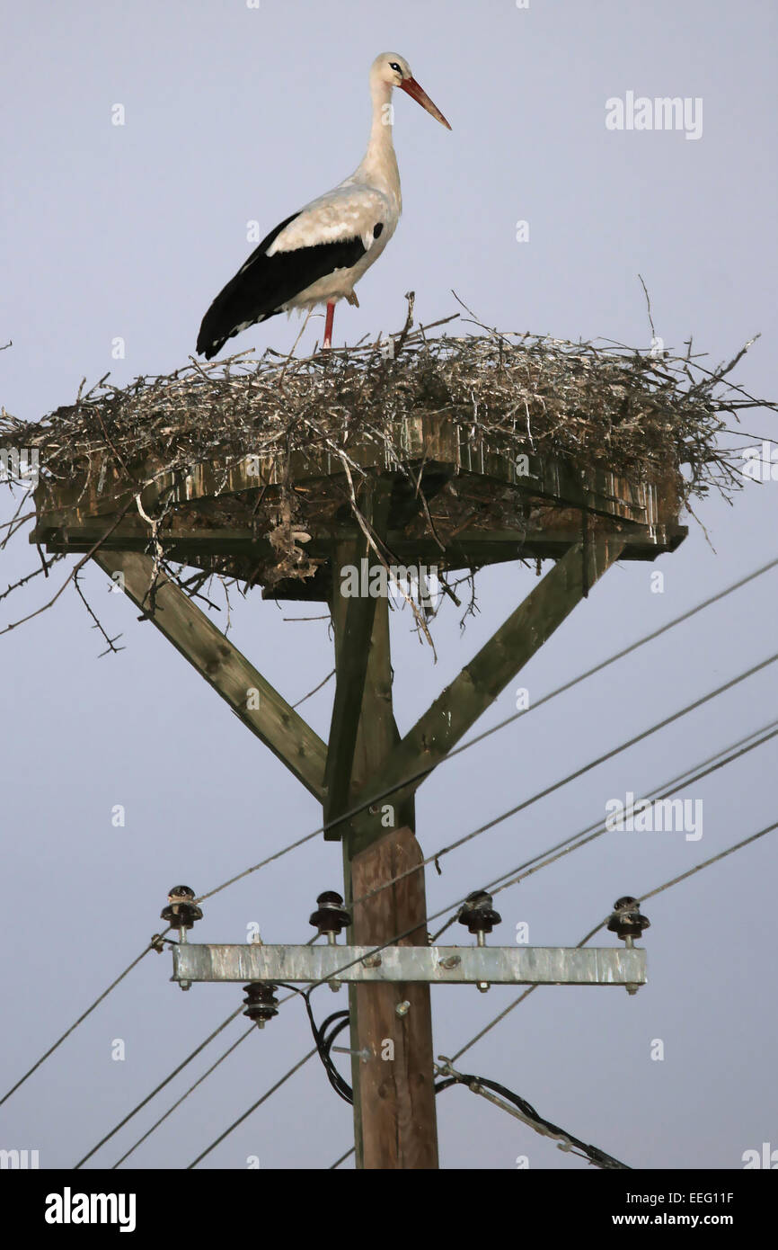A white stork standing on one leg in the nest on top of an electric ...