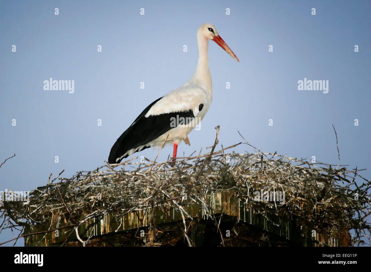 A white stork standing on one leg in a nest Stock Photo - Alamy