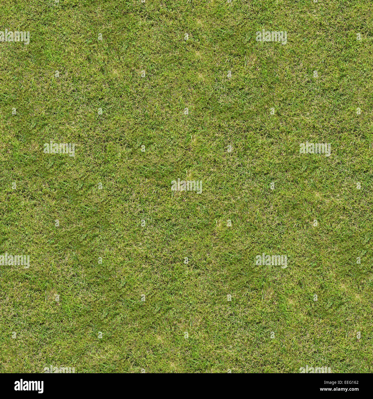 Small Green Grasses. Seamless Texture Stock Photo - Alamy