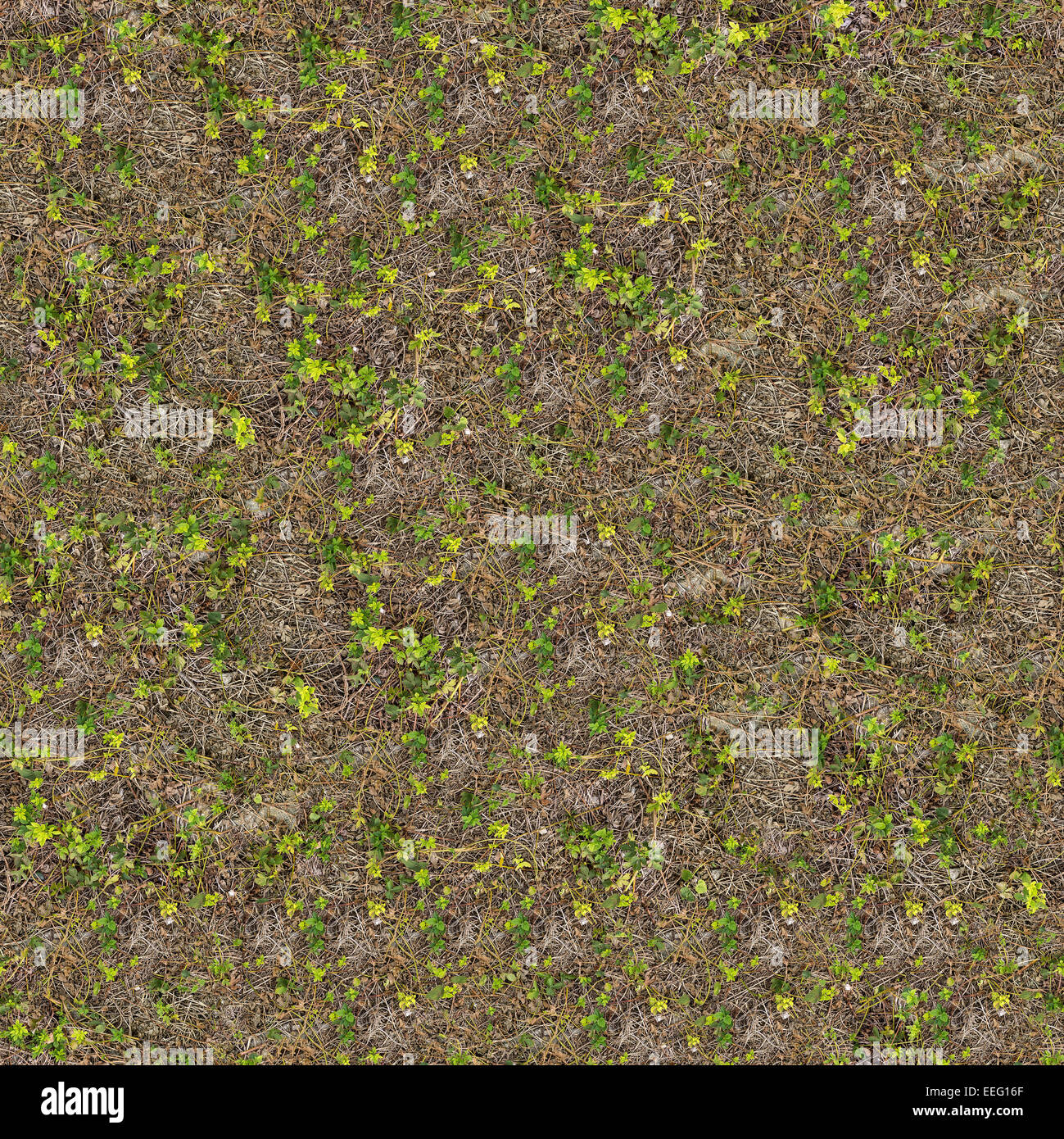 Spring Soil with Young Shoots of Plants Stock Photo - Alamy