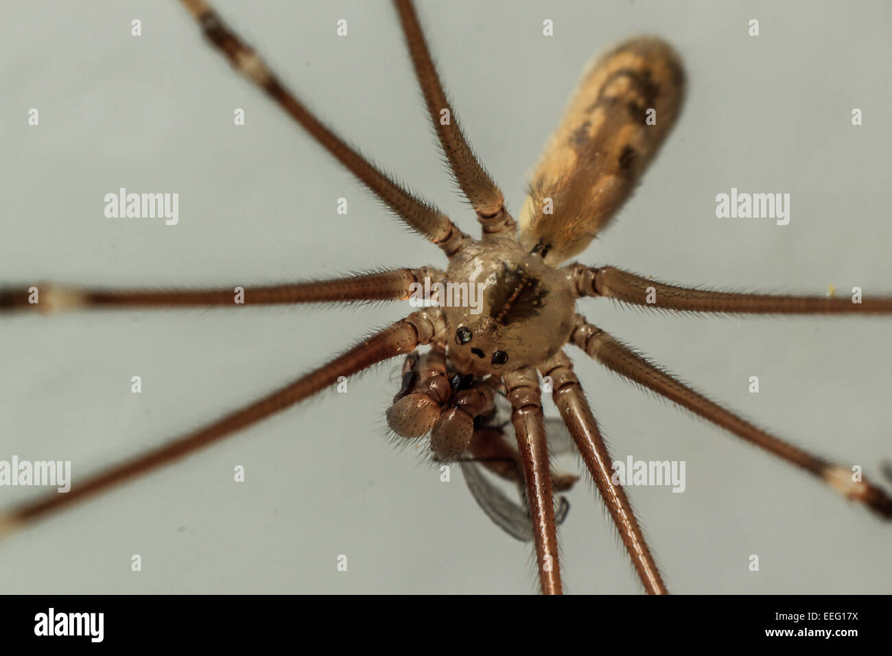Pholcidae (Cellar Spider) eating a bug Stock Photo - Alamy