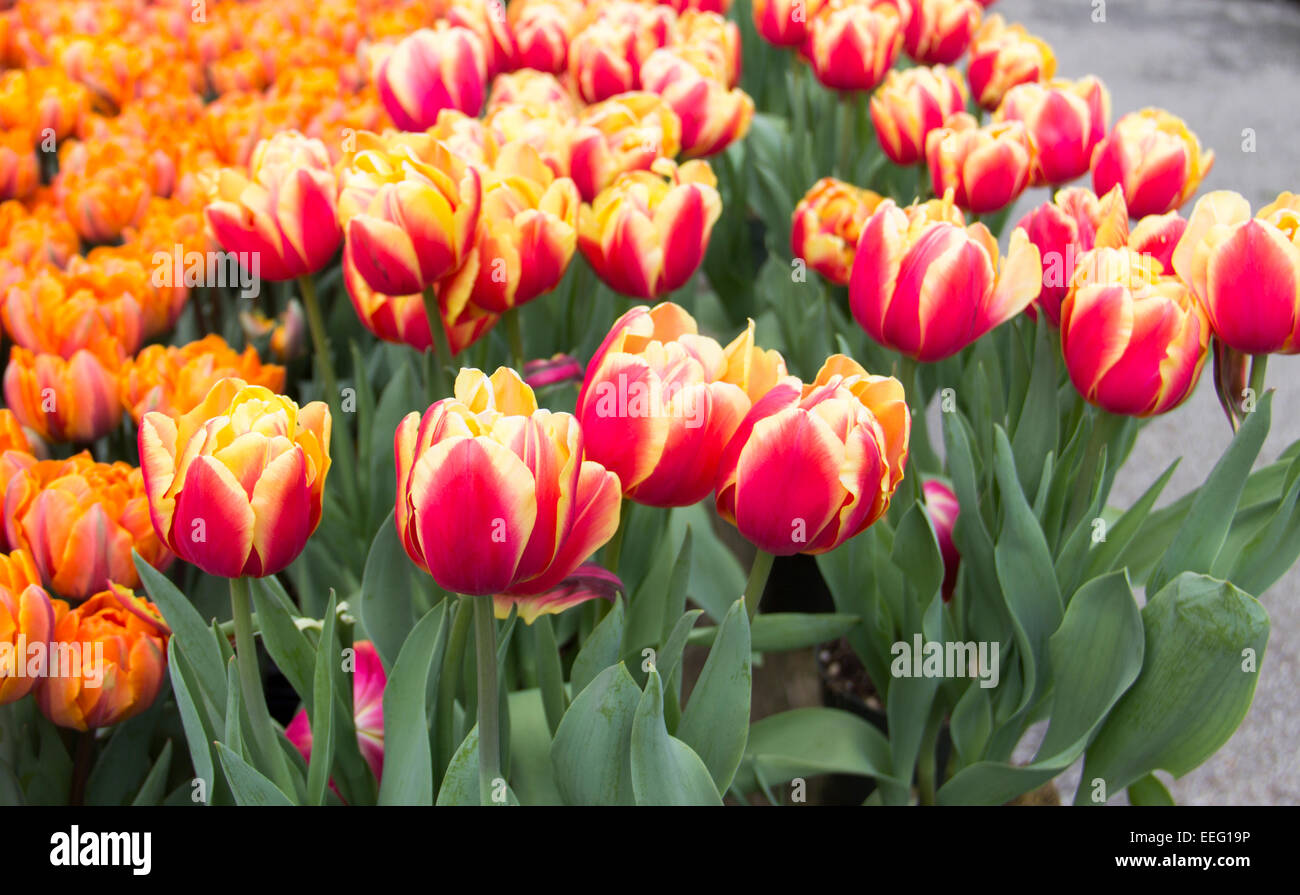 Potted tulip plants hi-res stock photography and images - Alamy