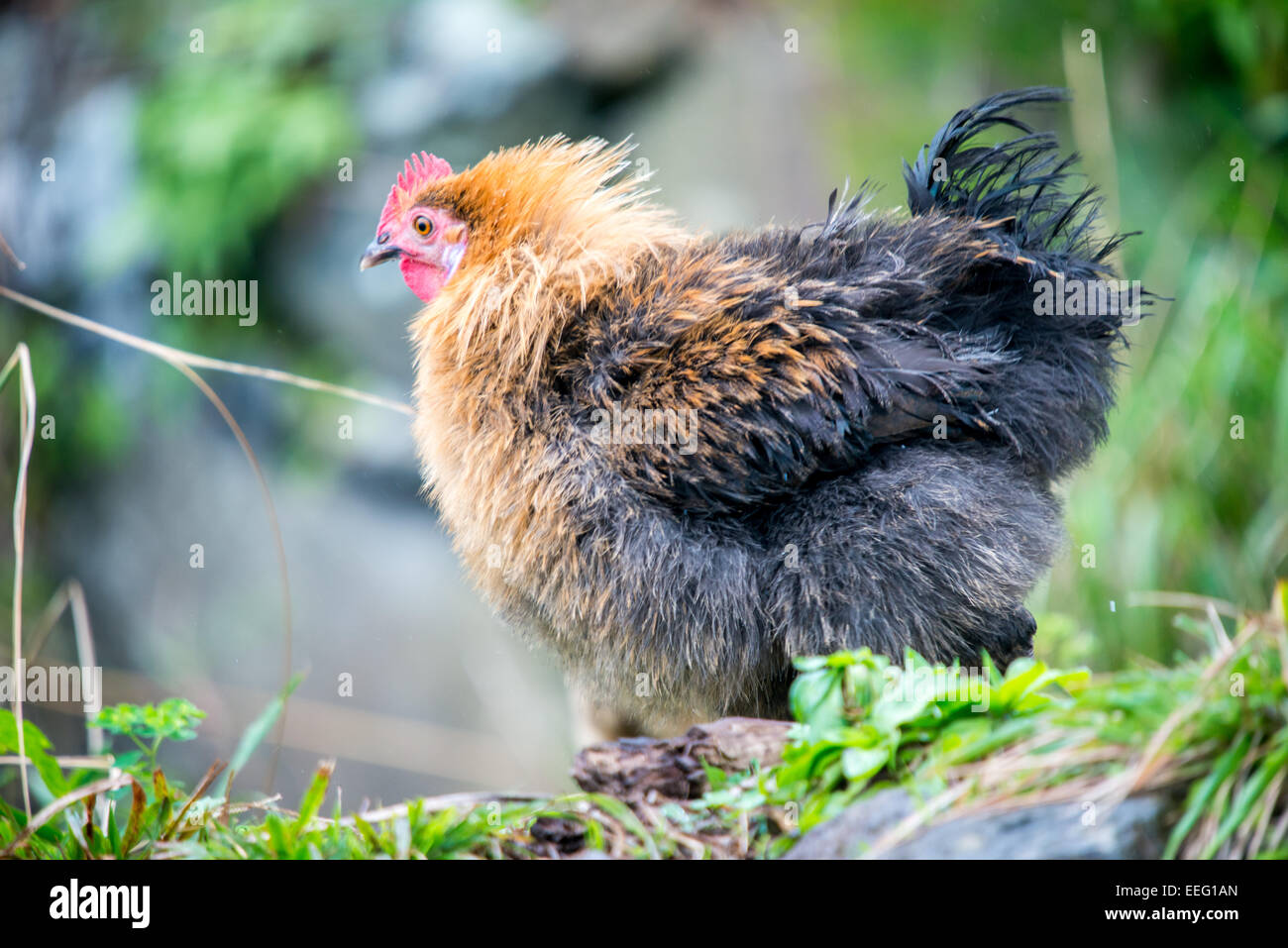 Cockerel feathers hi-res stock photography and images - Alamy