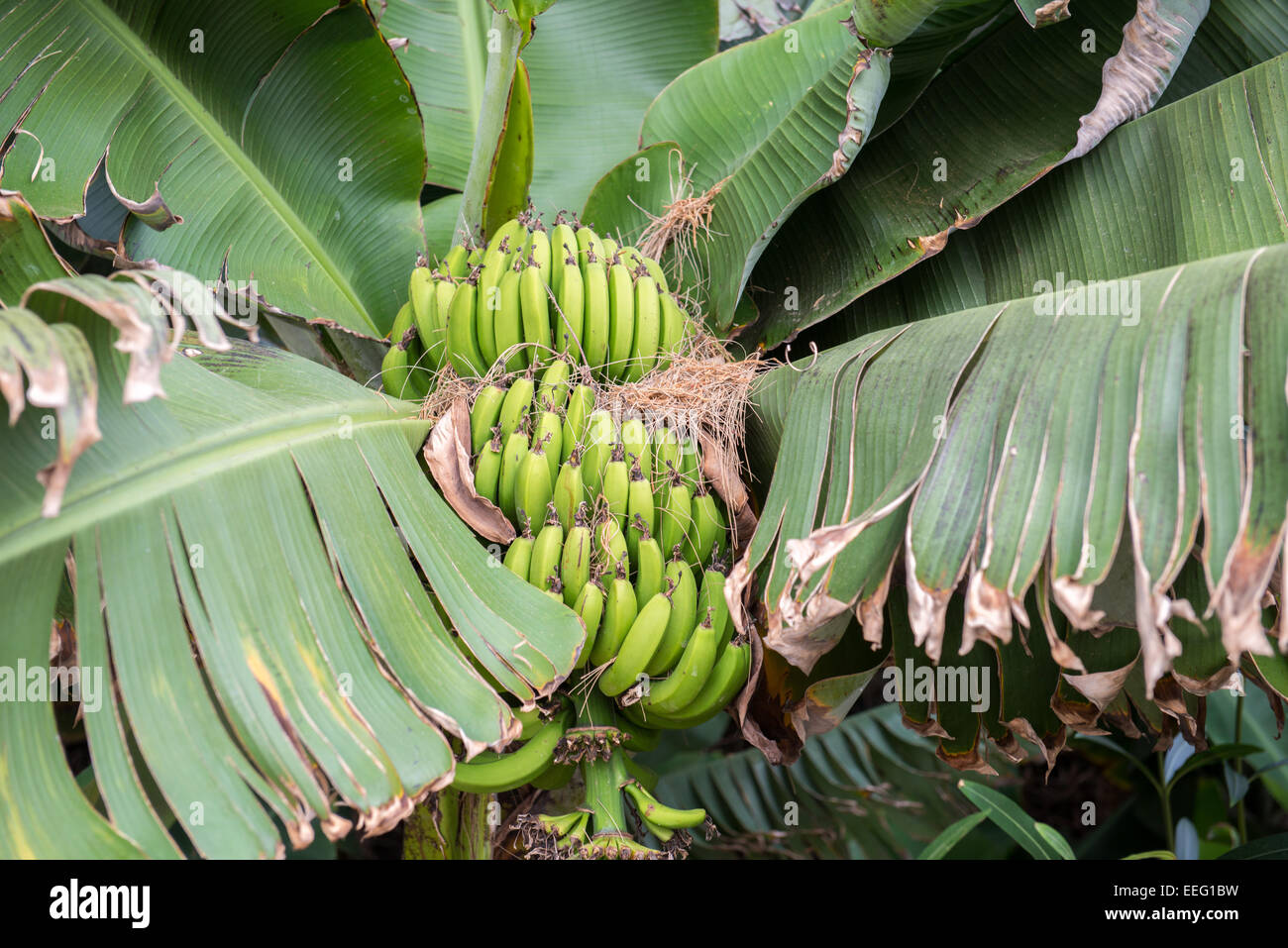 Banana cluster hi-res stock photography and images - Alamy