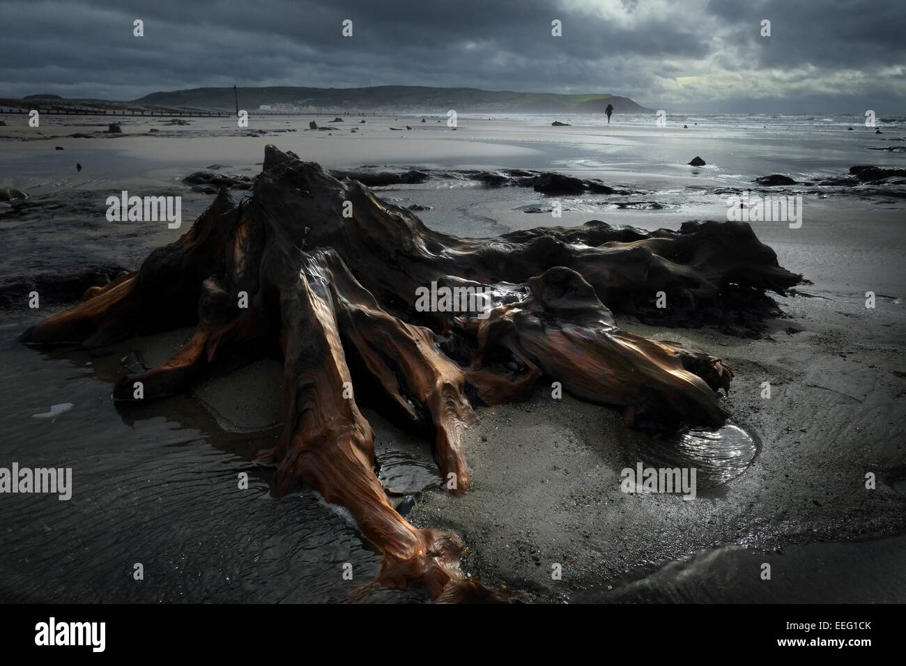 Borth revealed tree stumps hi-res stock photography and images - Alamy